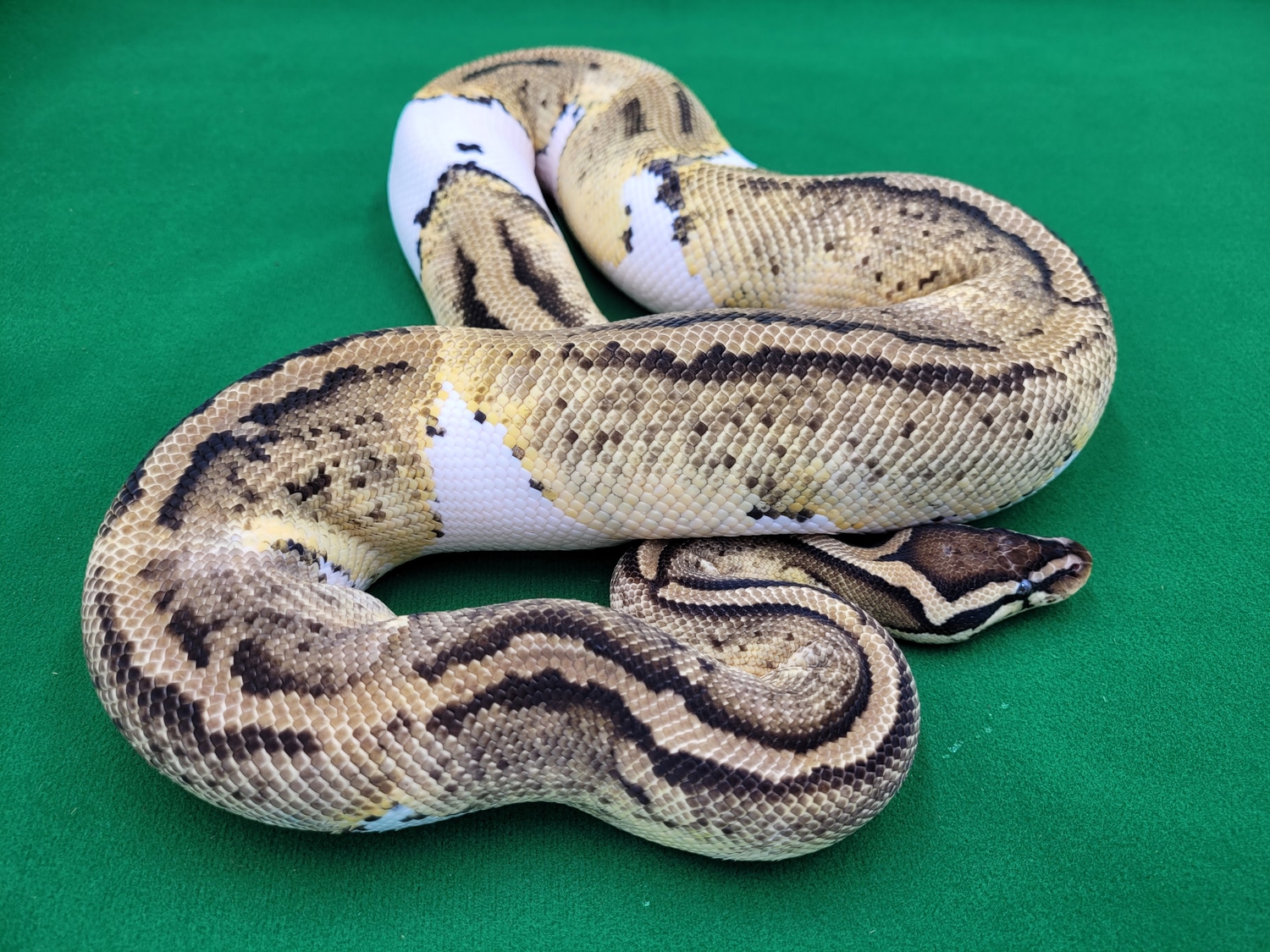 Pastel Pied Poss Sandblast Ball Python by Ball In Hand Pythons LLC ...