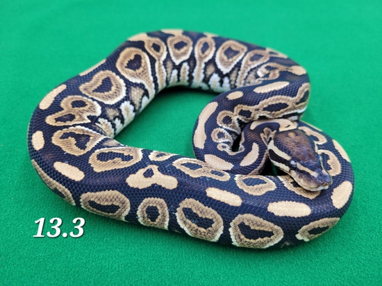 HRA YB Ball Python by Ball In Hand Pythons LLC