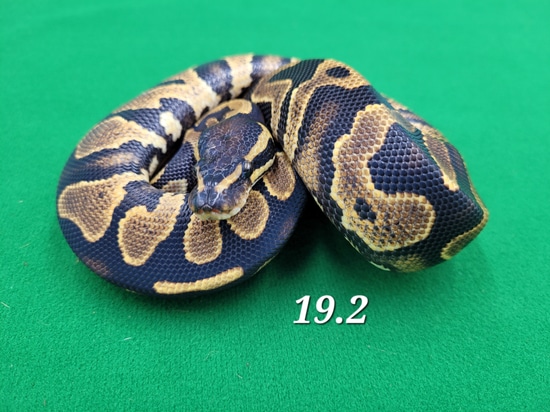 Asphalt/YB 66% Het Pied Ball Python by Ball In Hand Pythons LLC