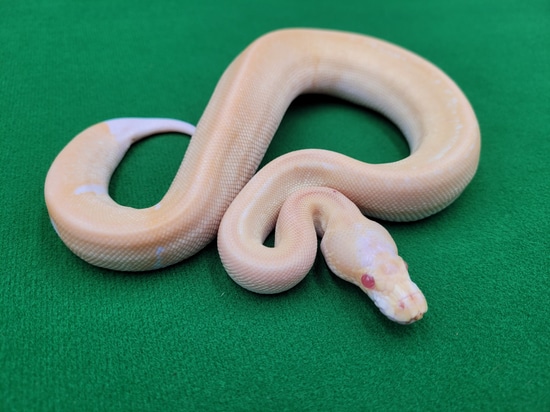 Champagne Cinnamon Albino Ball Python by Ball In Hand Pythons LLC