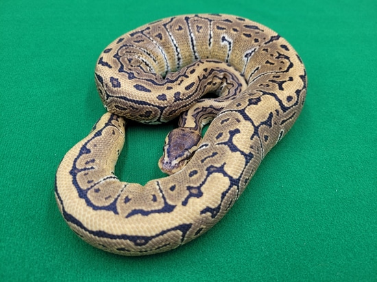 Blitz Enchi Pinstripe Ball Python by Ball In Hand Pythons LLC