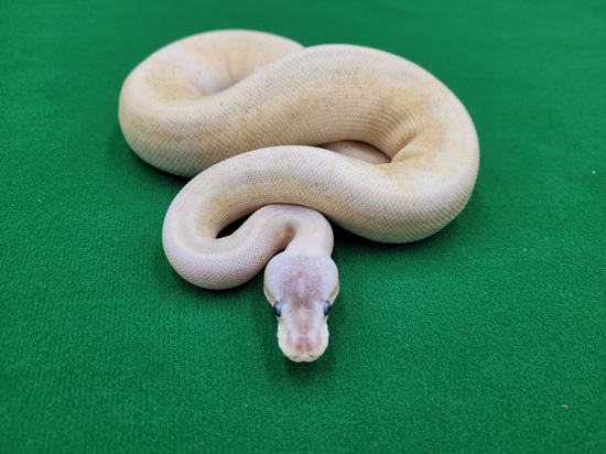 Super Mojave Pastel Pinstripe + ? Ball Python by Ball In Hand Pythons LLC