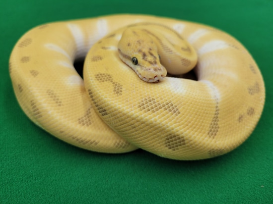 Super Enchi Lesser Pastel Pinstripe YB Het Desert Ghost Ball Python by ...
