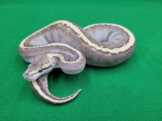 Enchi GHI Mojave Pinstripe Poss Blitz Ball Python by Ball In Hand ...