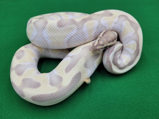1.2 Desert Ghost/Het Group Ball Python by Ball In Hand Pythons LLC