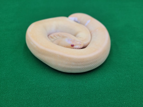 Champagne Cinnamon Albino Ball Python by Ball In Hand Pythons LLC