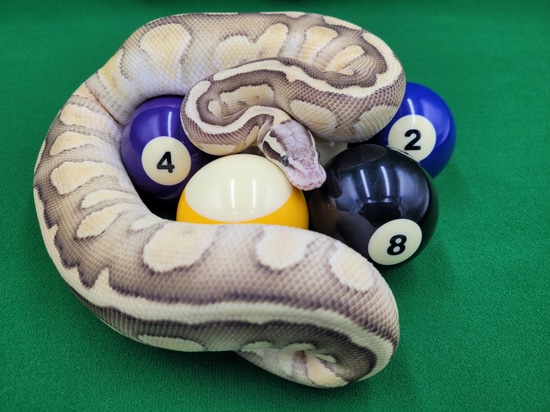 Butterfly Het DG Ball Python by Ball In Hand Pythons LLC