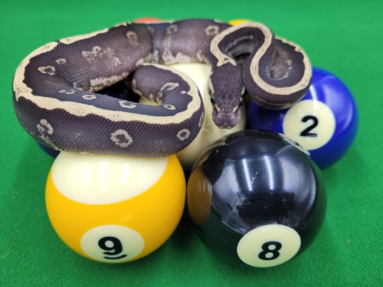 Acid GHI Mojave Ball Python by Ball In Hand Pythons LLC
