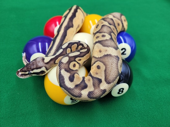 Black Pewter Enchi Het DG Ball Python by Ball In Hand Pythons LLC