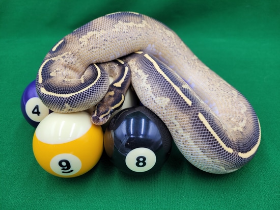 Freeway Het Pied Ball Python by Ball In Hand Pythons LLC