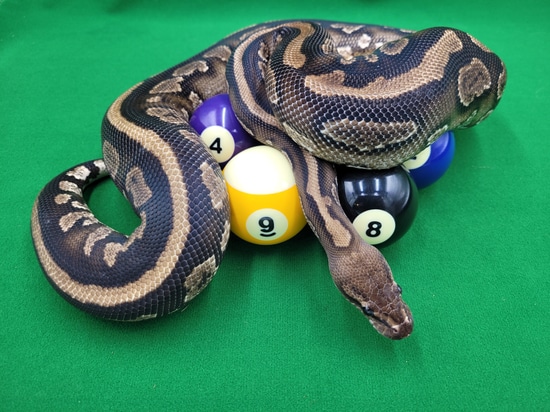 Mahogany YB Het Pied Ball Python by Ball In Hand Pythons LLC