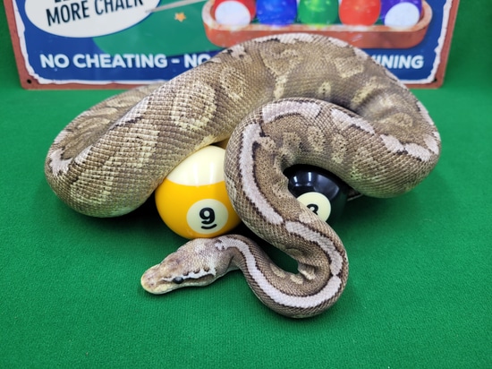 Black Pewter GHI Spotnose PB Ball Python by Ball In Hand Pythons LLC