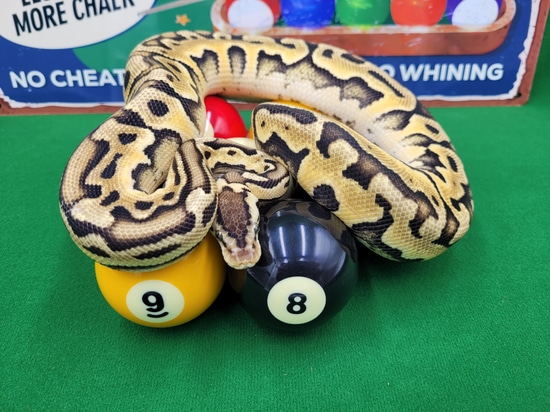 Pastel Puzzle Ball Python by Ball In Hand Pythons LLC