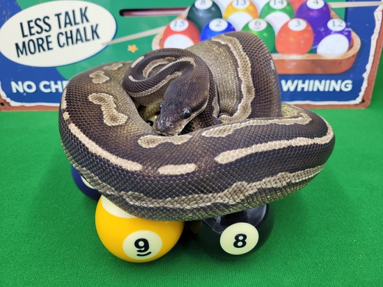 Blackhead Black Pastel Mystic PB Ball Python by Ball In Hand Pythons LLC