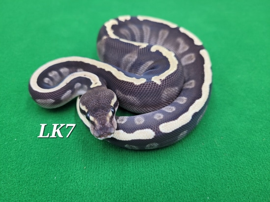 GHI Mojave Ball Python by Ball In Hand Pythons LLC