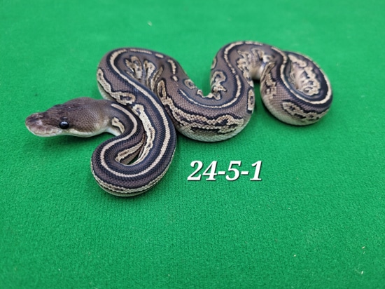 Acid Bongo Cinnamon Ball Python by Ball In Hand Pythons LLC