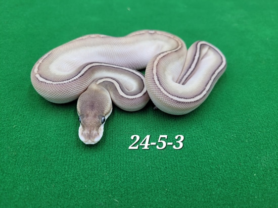 Butter Bongo Cinnamon Pastel Ball Python by Ball In Hand Pythons LLC