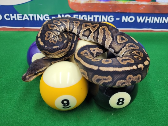 Cinnamon Vudoo Ball Python by Ball In Hand Pythons LLC