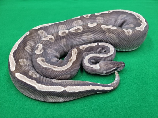 GHI Mojave Ball Python by Ball In Hand Pythons LLC