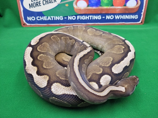 Black Pastel GHI Spotnose Ball Python by Ball In Hand Pythons LLC