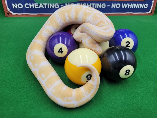 Albino Ball Python by Ball In Hand Pythons LLC