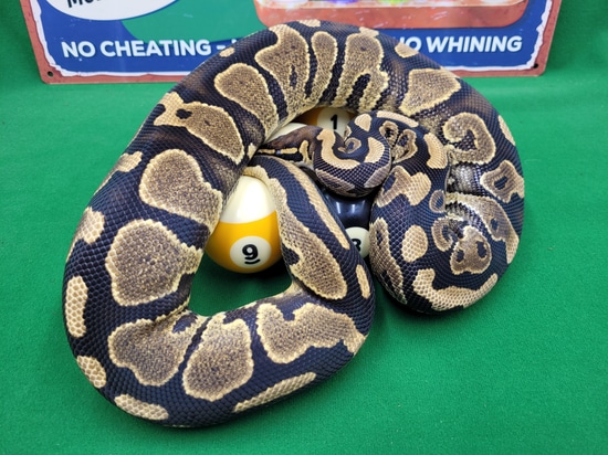 Asphalt Het Pied Ball Python by Ball In Hand Pythons LLC