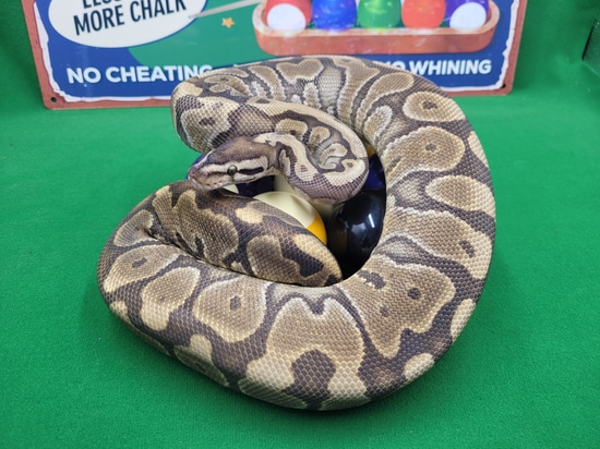 Asphalt HGW Ball Python by Ball In Hand Pythons LLC