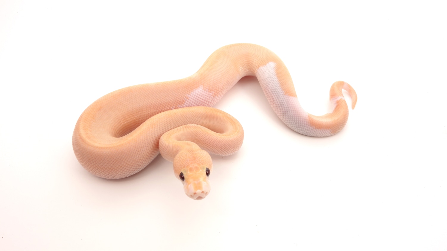 Black Pastel Banana Champagne Ball Python by Royal Hijinx Pythons ...