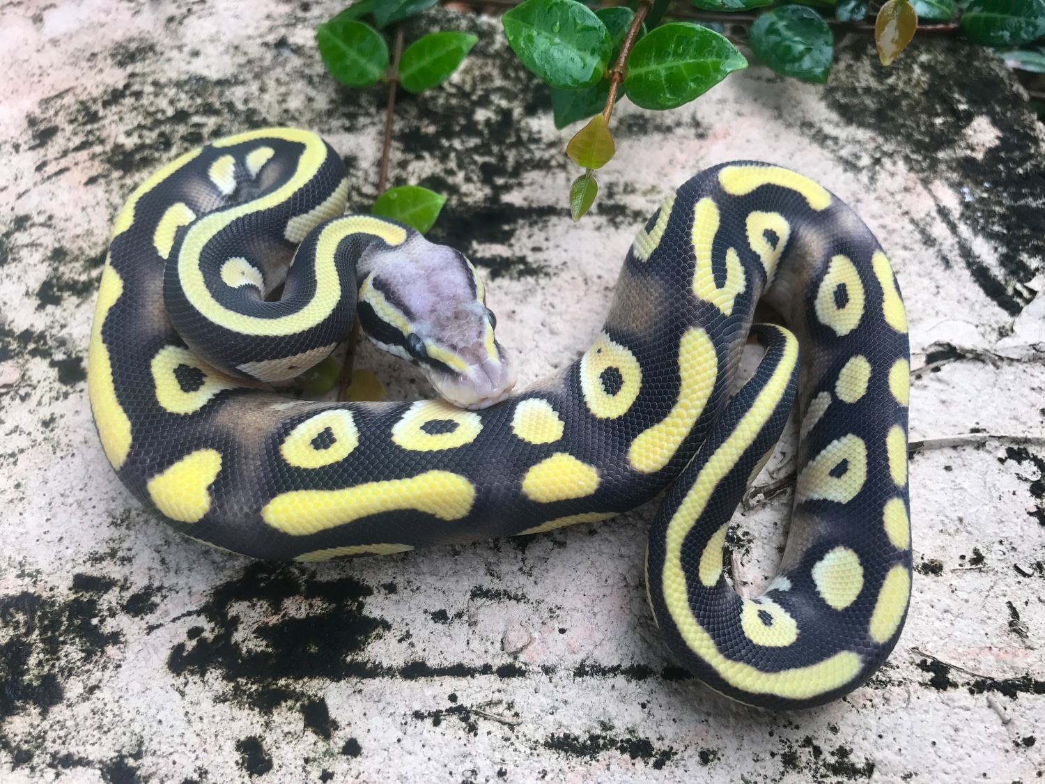 Desert Ghost Pastave Ball Python by Royal Hijinx Pythons - MorphMarket