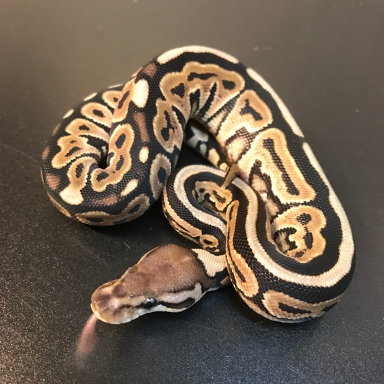 Blade Spotnose Cinnamon Het Clown Ball Python by Royal Hijinx Pythons