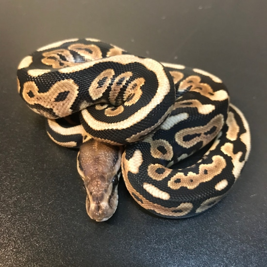 Blade Spotnose Cinnamon Het Clown Ball Python by Royal Hijinx Pythons