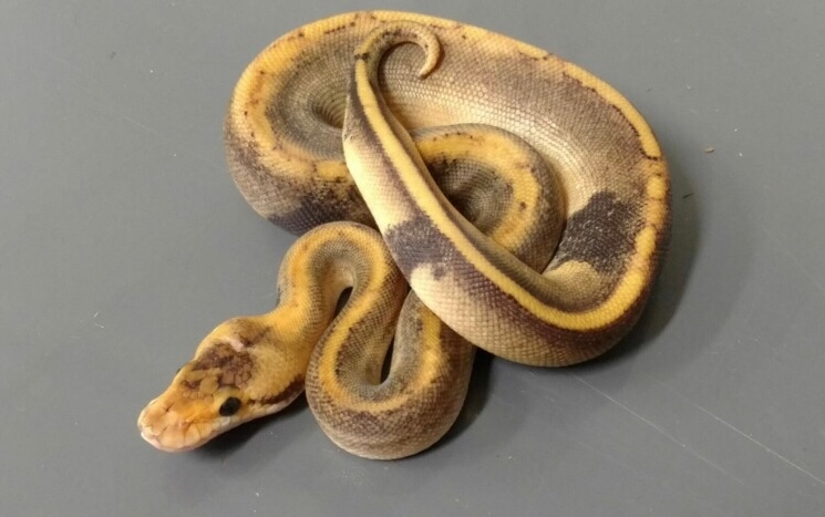 Shatter Champagne Ball Python by Royal Hijinx Pythons - MorphMarket