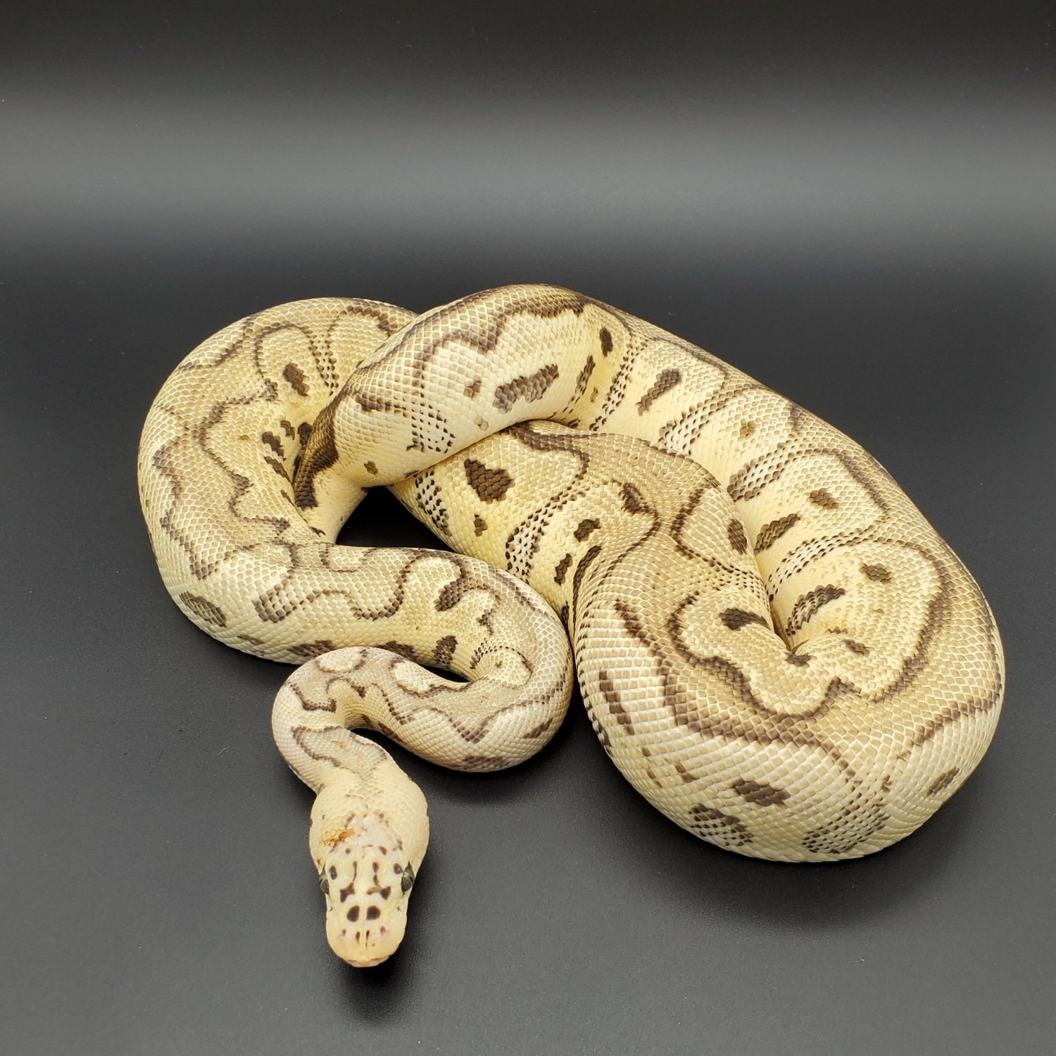 Pastel Yellowbelly Clown Ball Python by Royal Hijinx Pythons - MorphMarket