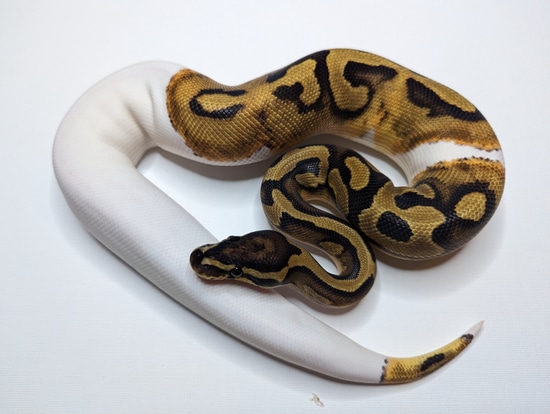 Pied Het Candy Ball Python by Royal Hydra