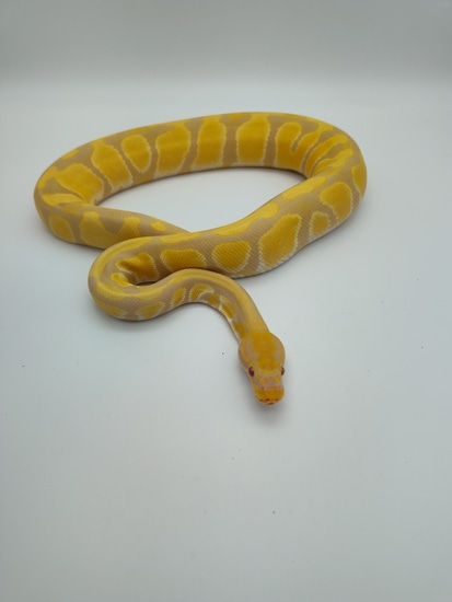 Candino (Albino/Candy) Het Pied Ball Python by Royal Hydra