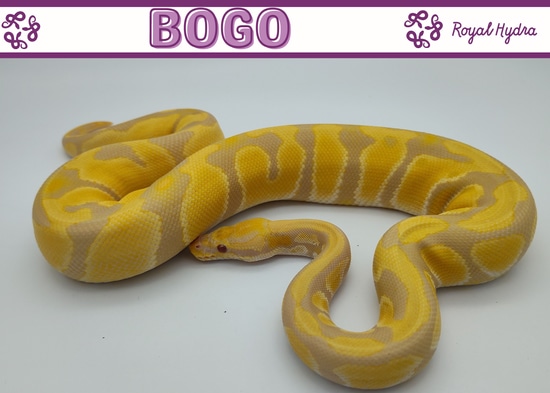*BOGO 50%* Candino (Albino/Candy) Het Pied Ball Python by Royal Hydra
