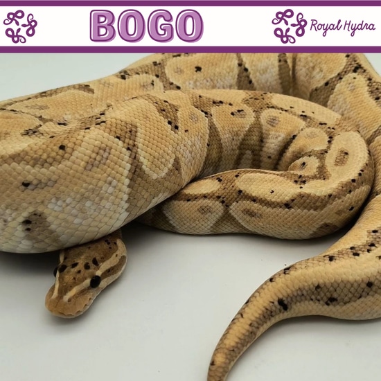 Banana/CG (Proven Breeder) Ball Python by Royal Hydra