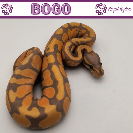 Banana Het Piebald 50% Het Hypo Ball Python by Royal Hydra