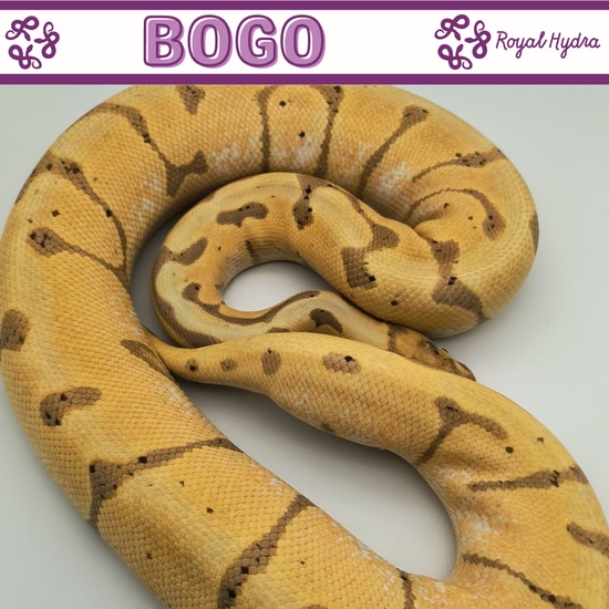 Banana Enchi Woma Ball Python by Royal Hydra