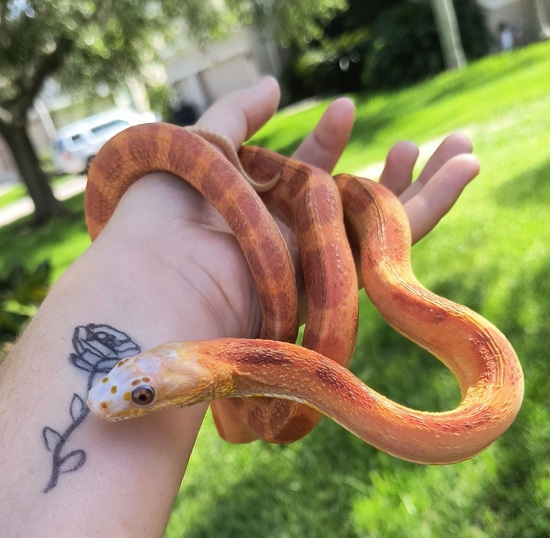 Scaleless Everglades Rat Snake Western Rat Snake by Royal Hydra