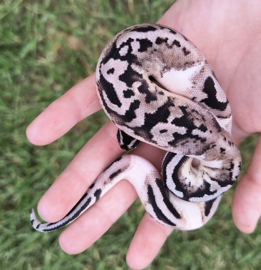 Axanthic (VPI) Piebald Ball Python by Royal Hydra