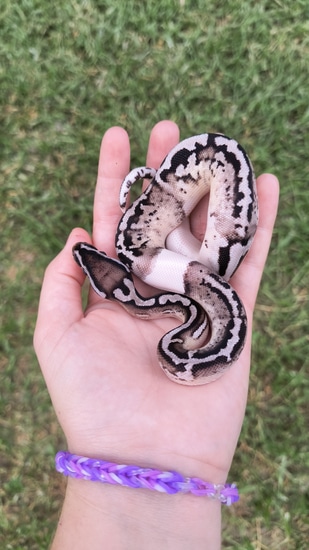 Axanthic (VPI) Piebald Ball Python by Royal Hydra