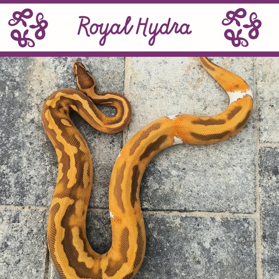 Sub-adult Ultramel Pied Ball Python by Royal Hydra