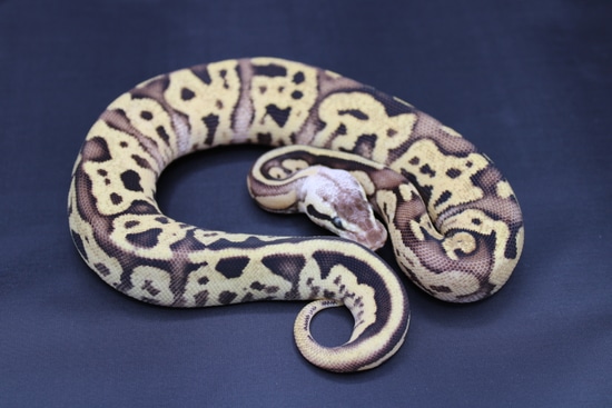 Leopard Enchi Firefly Ball Python by Royal_Morphology_Reptiles