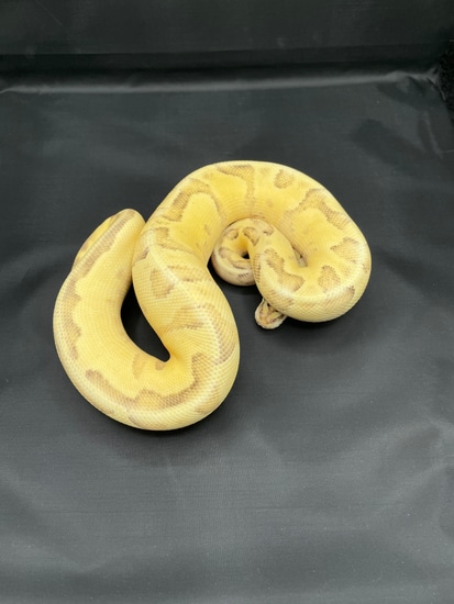 Vanilla Scream Enchi YB Ball Python by Royal_Morphology_Reptiles