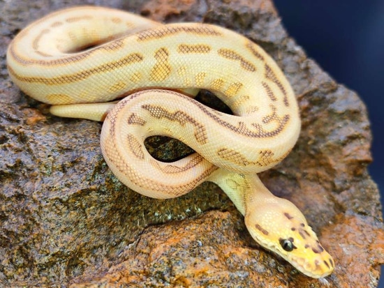 LesserLeopardSpotnoseClown *proven Breeder* (Lesser Batman Aka Kingsman) Clown) Ball Python by ...