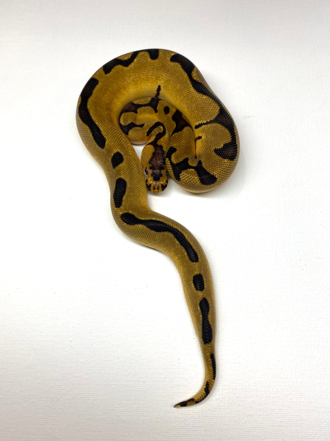 Enchi Blade Clown Poss OD Ball Python by Marleys Morphs - MorphMarket