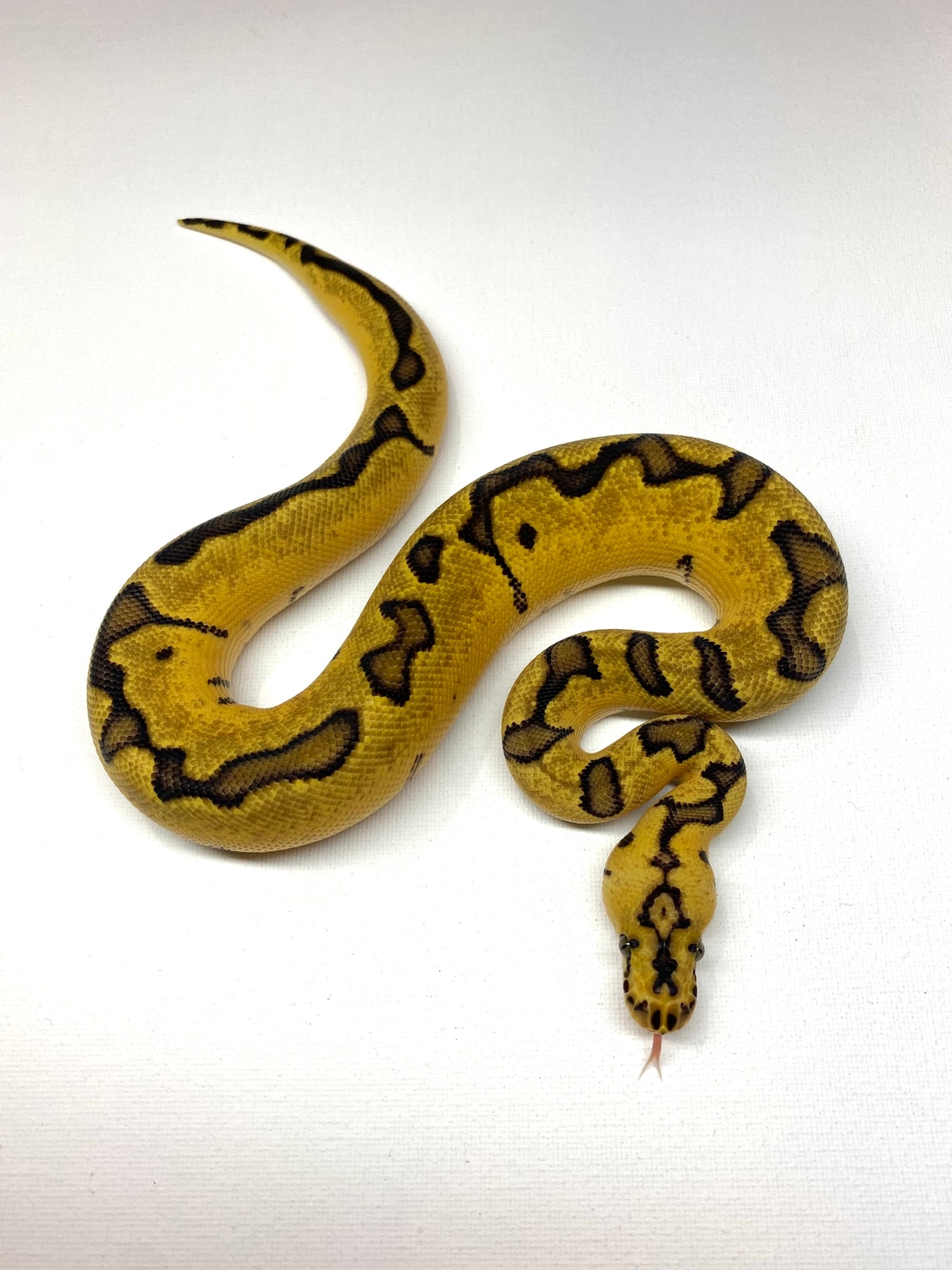 Pastel Enchi Clown Poss OD Ball Python by Marleys Morphs - MorphMarket