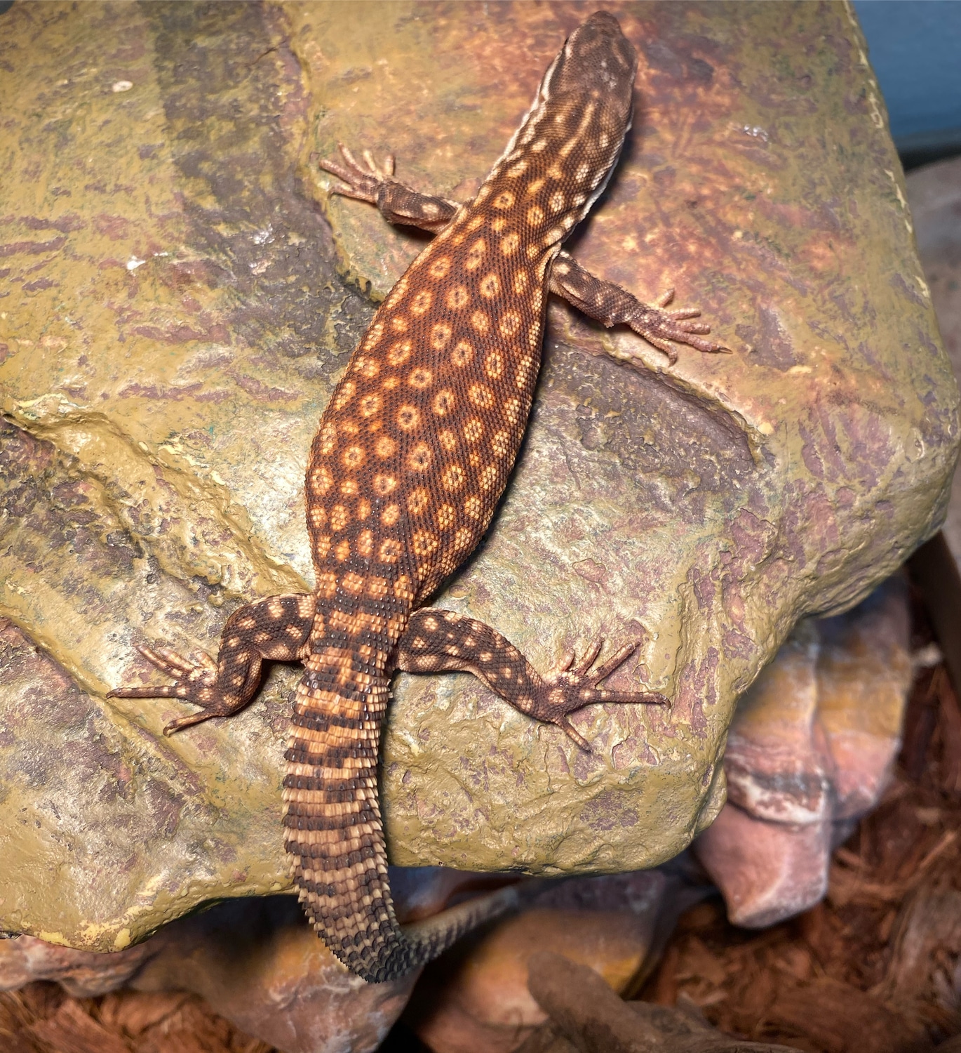 Red Ackie Spiny-Tailed Monitor by Marleys Morphs - MorphMarket