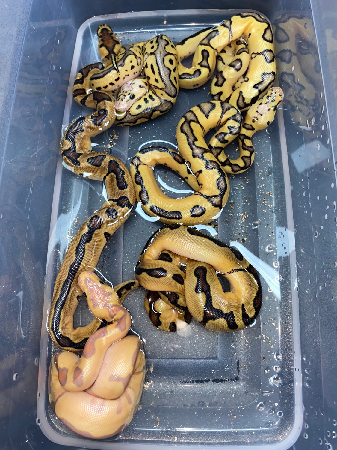 Ball Python Clutch: CL3223 by Marleys Morphs - MorphMarket